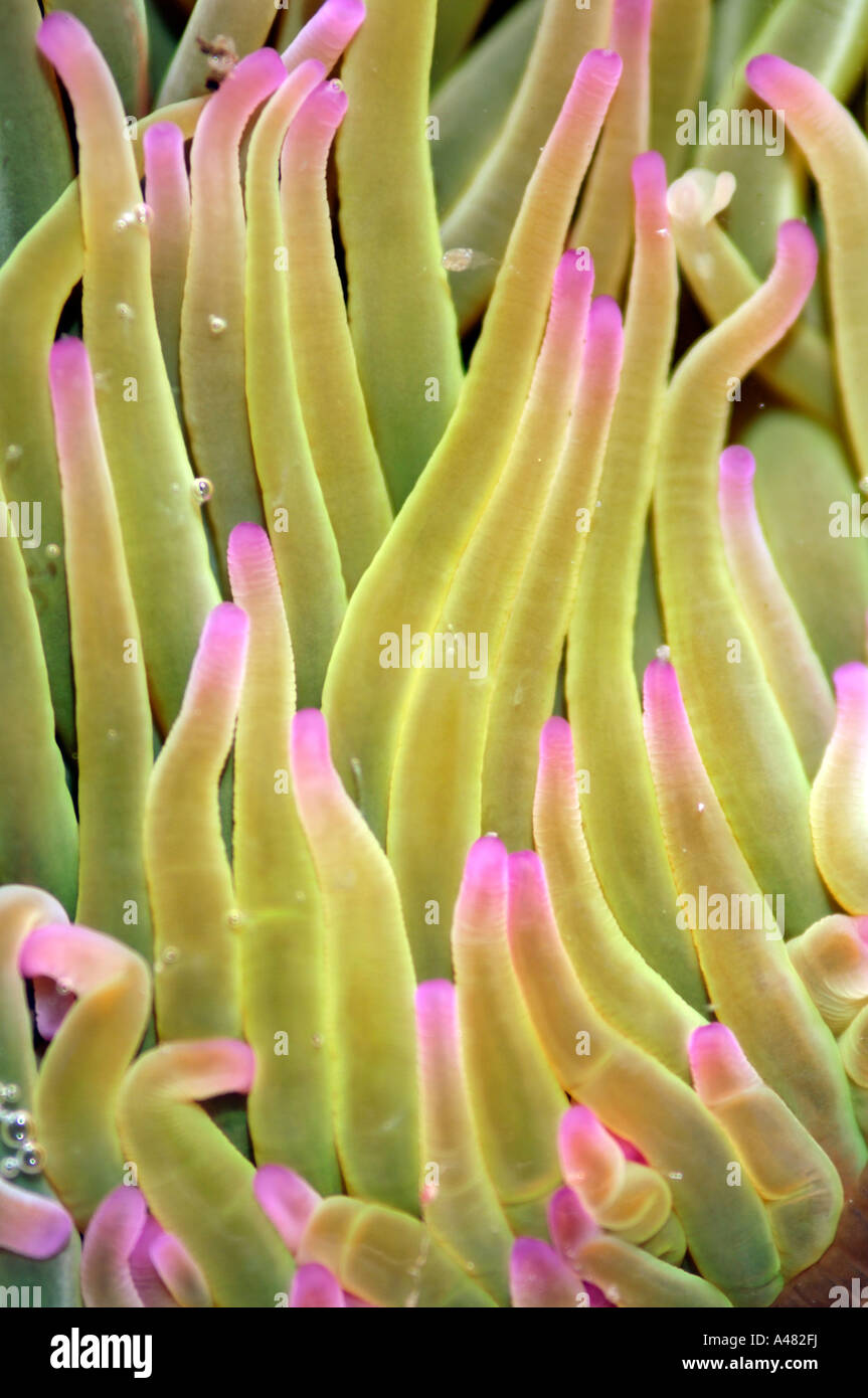 Snakelocks anemone Anemonia sulcata Stock Photo - Alamy