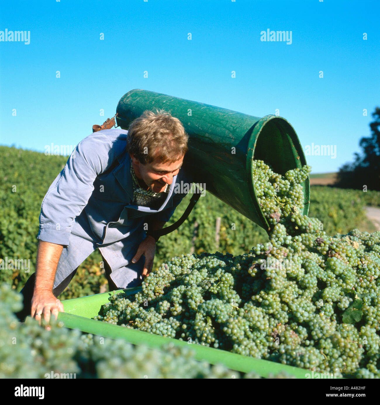 Vinegrower harvesting vine Stock Photo - Alamy