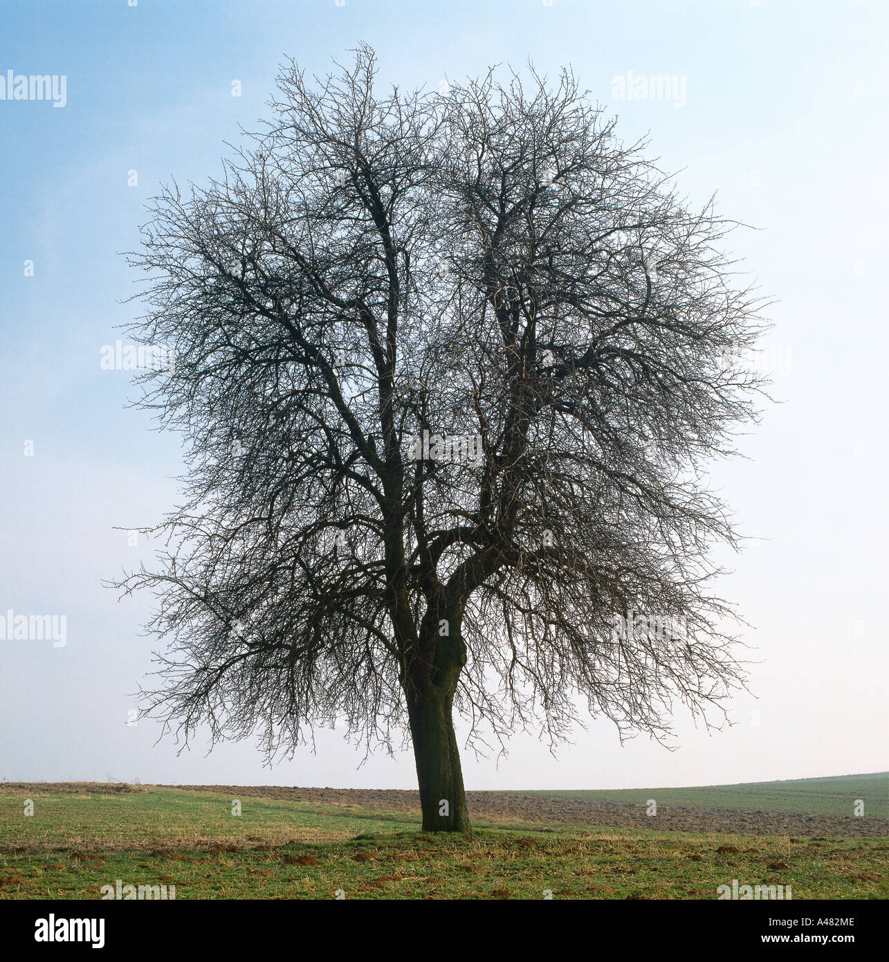 Pear tree in winter hi-res stock photography and images - Alamy