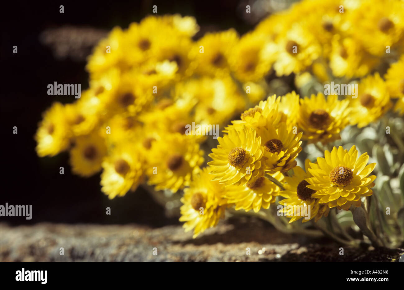 Yellow Everlasting Flowers in the Amatola Mountains of South Africa ...