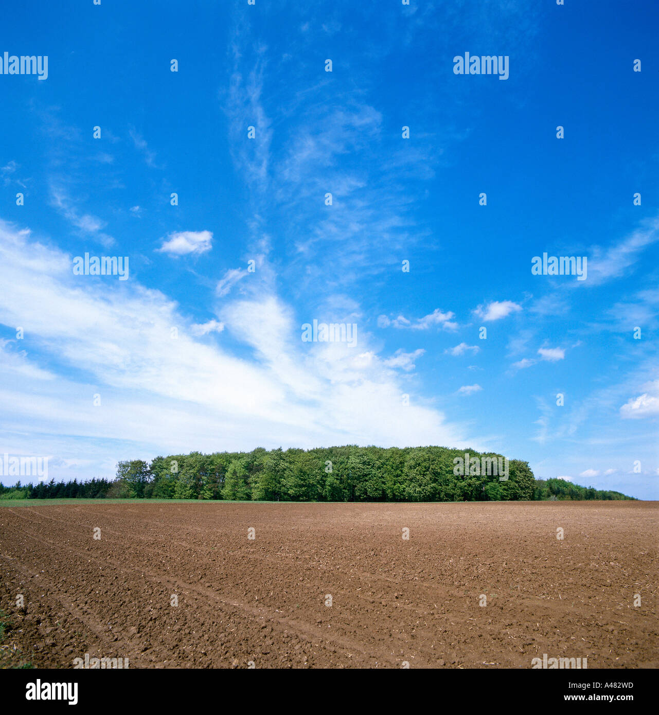 Field in front of forest Stock Photo - Alamy