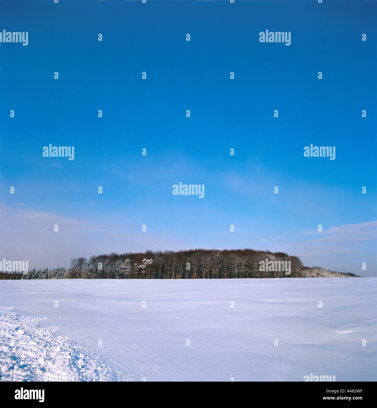 Field in front of forest Stock Photo - Alamy