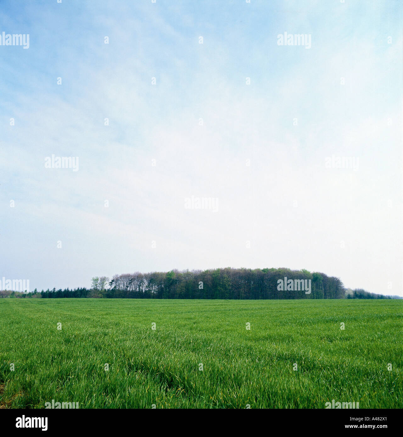 Field in front of forest Stock Photo - Alamy