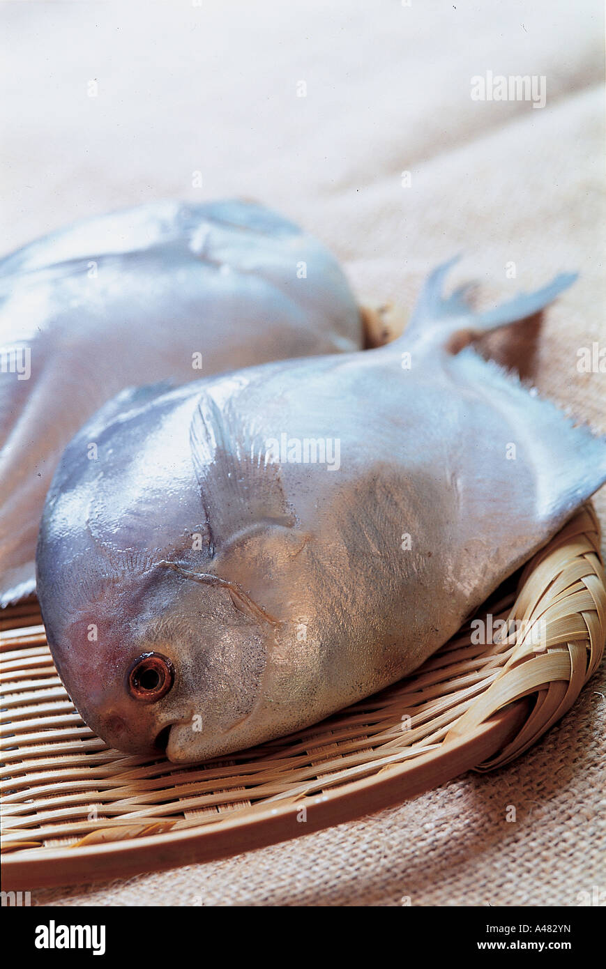 Silverfish food hi-res stock photography and images - Alamy