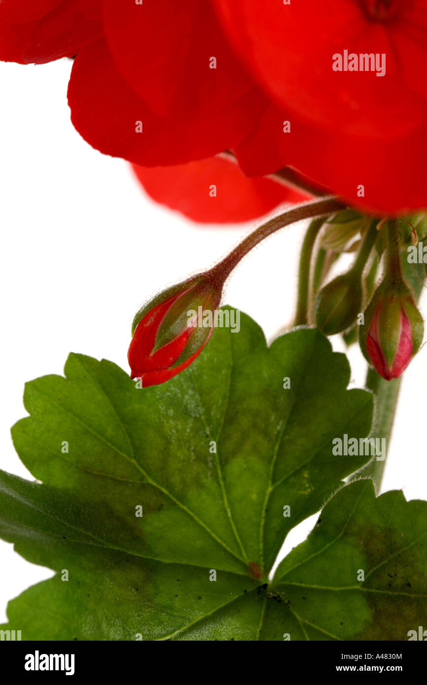 Vibrant cluster of red geranium hi-res stock photography and images - Alamy