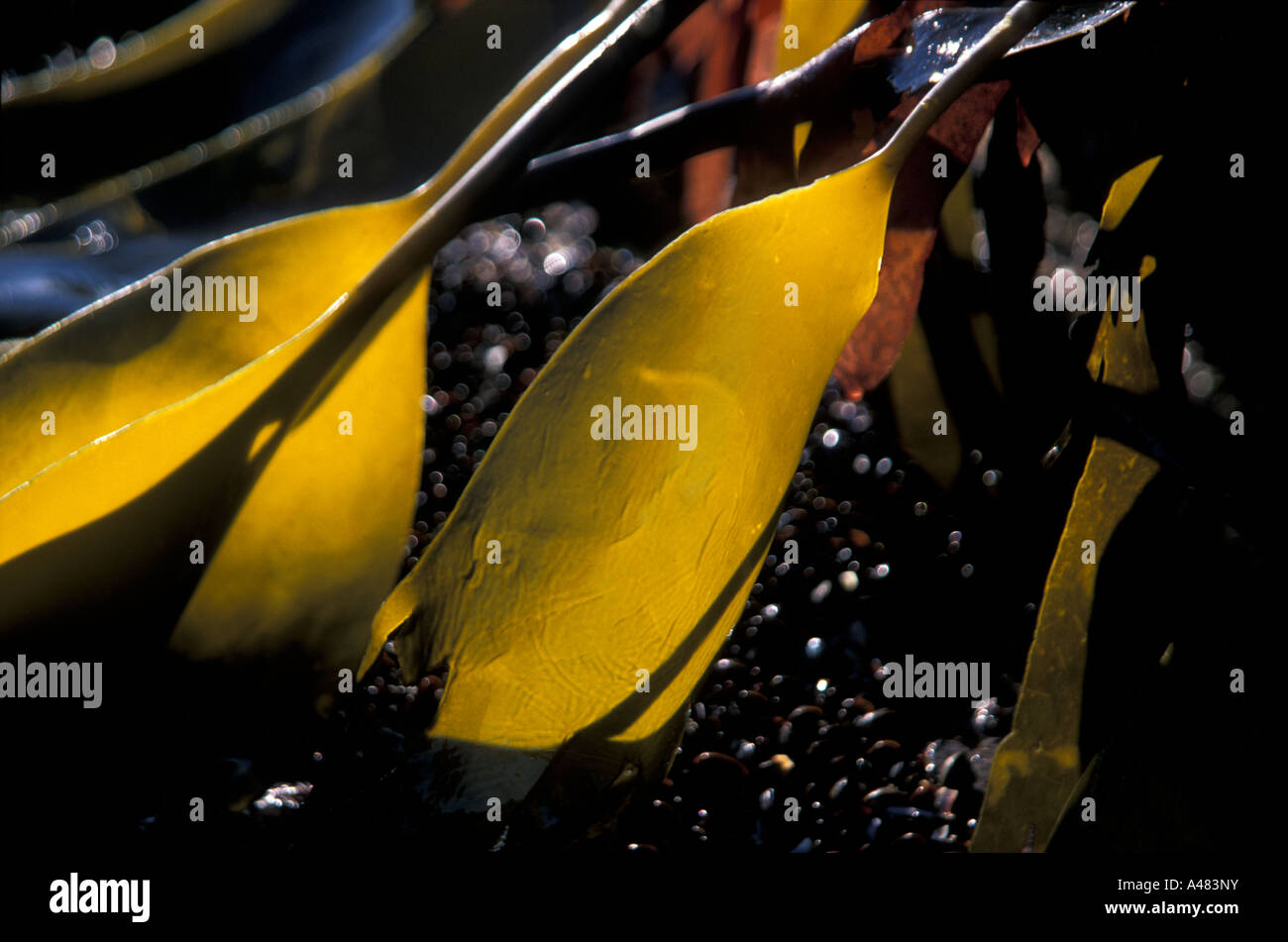 Kelp – laminaria digitata hi-res stock photography and images - Alamy