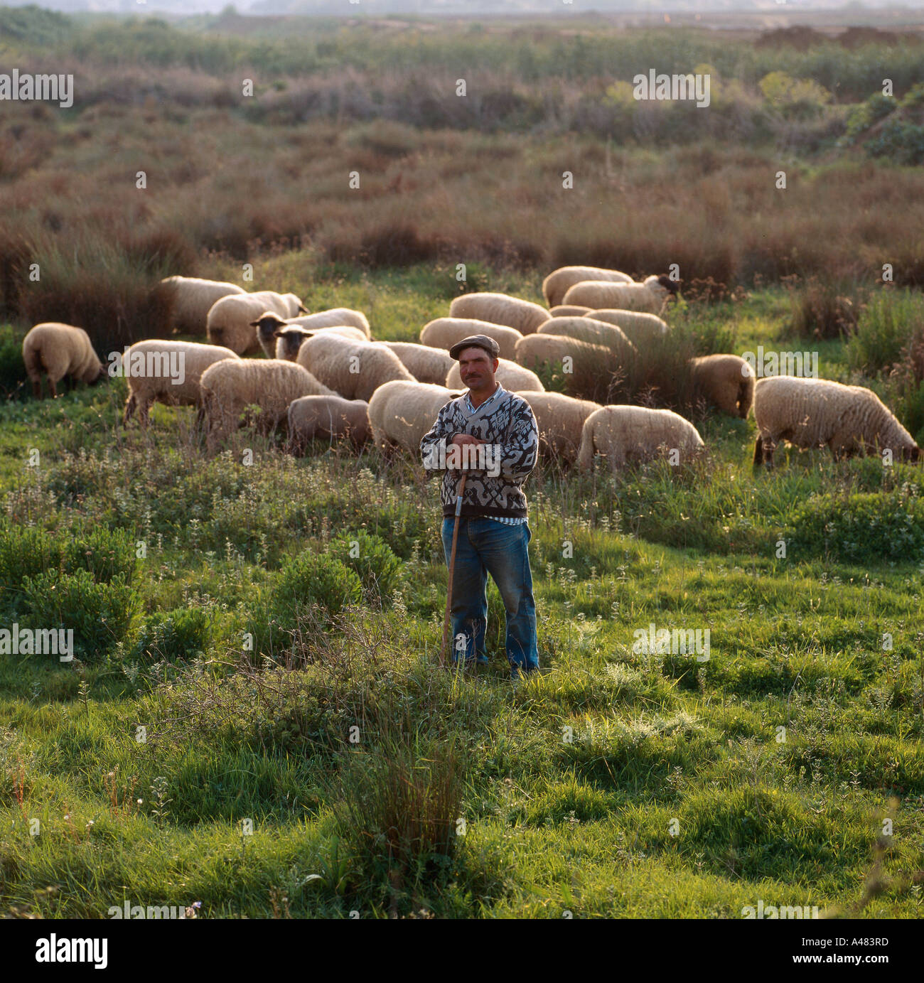 Shepherd with flock of sheep Stock Photo - Alamy