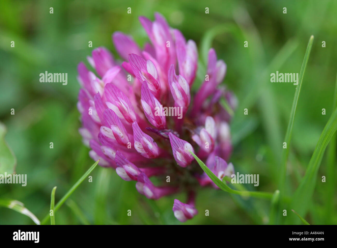 Closeup of a Red Clover Stock Photo - Alamy