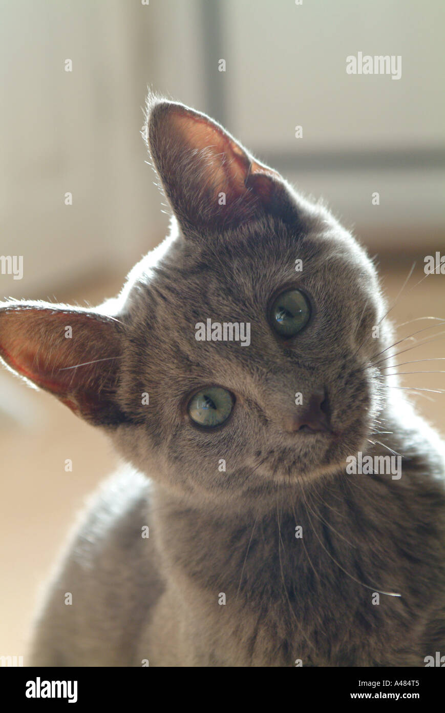 Archangel cat hi-res stock photography and images - Alamy