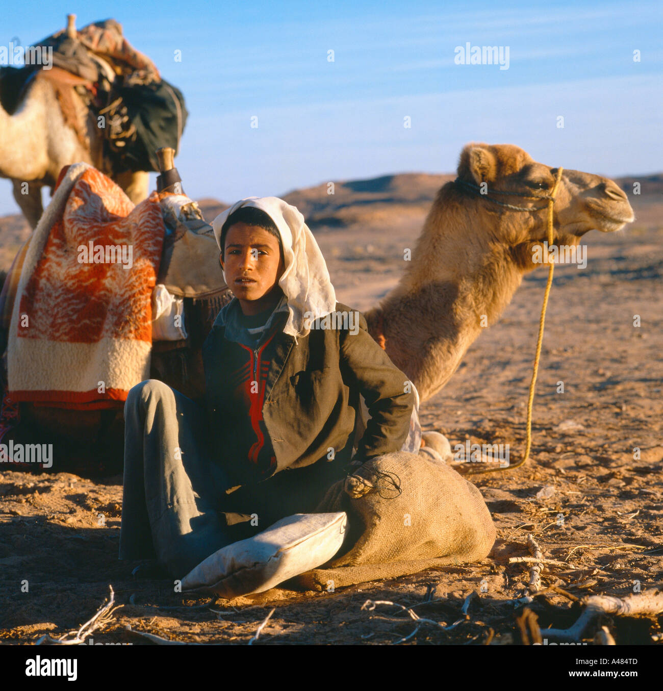 Young Beduin with Dromedary Stock Photo - Alamy