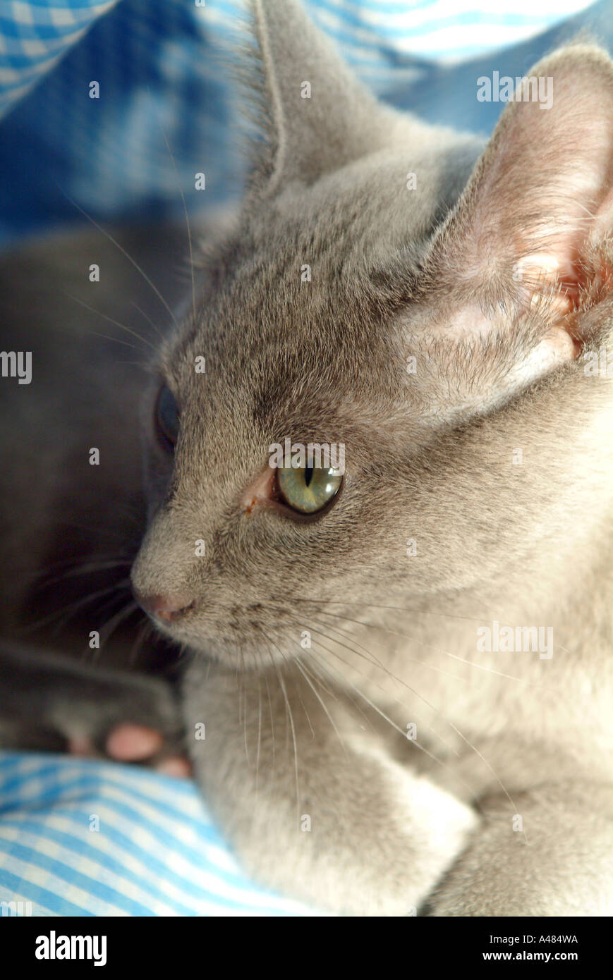 Archangel cat hi-res stock photography and images - Alamy