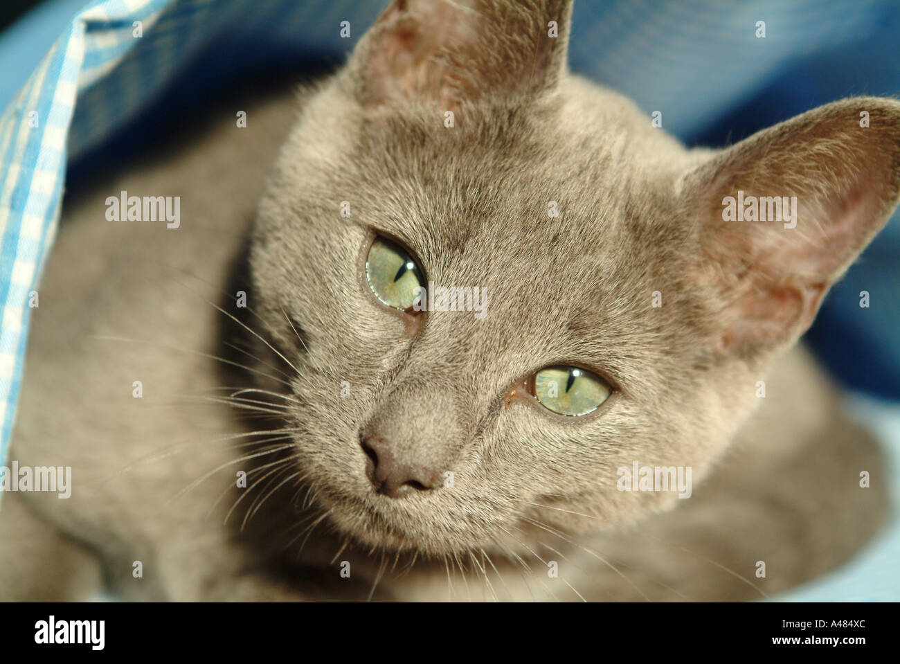 Archangel cat cat hi-res stock photography and images - Alamy