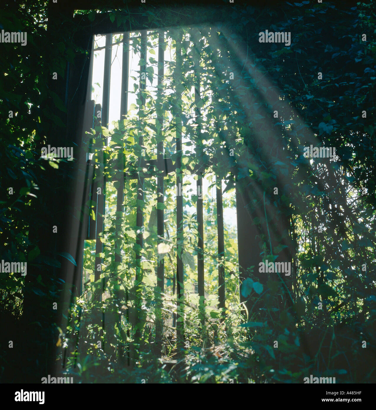Sunrayes shining through garden gate Stock Photo - Alamy