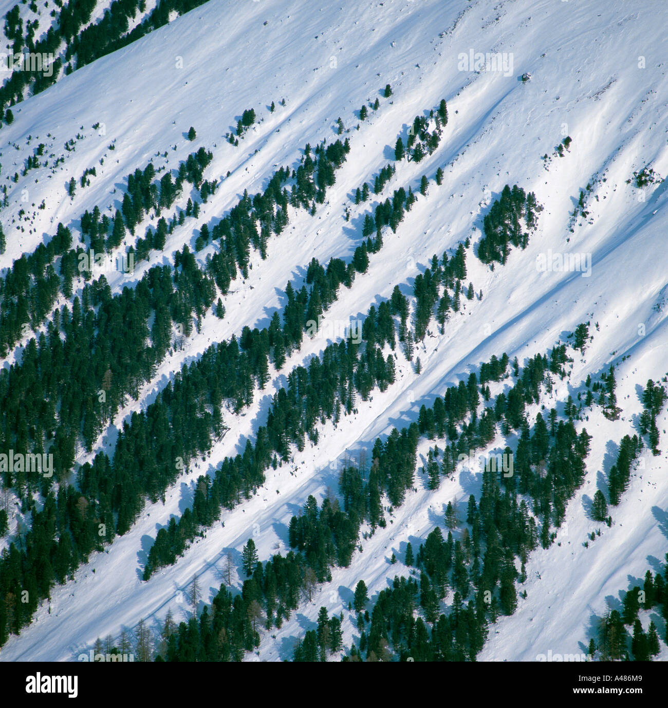 Mountain forest at treeline Stock Photo - Alamy