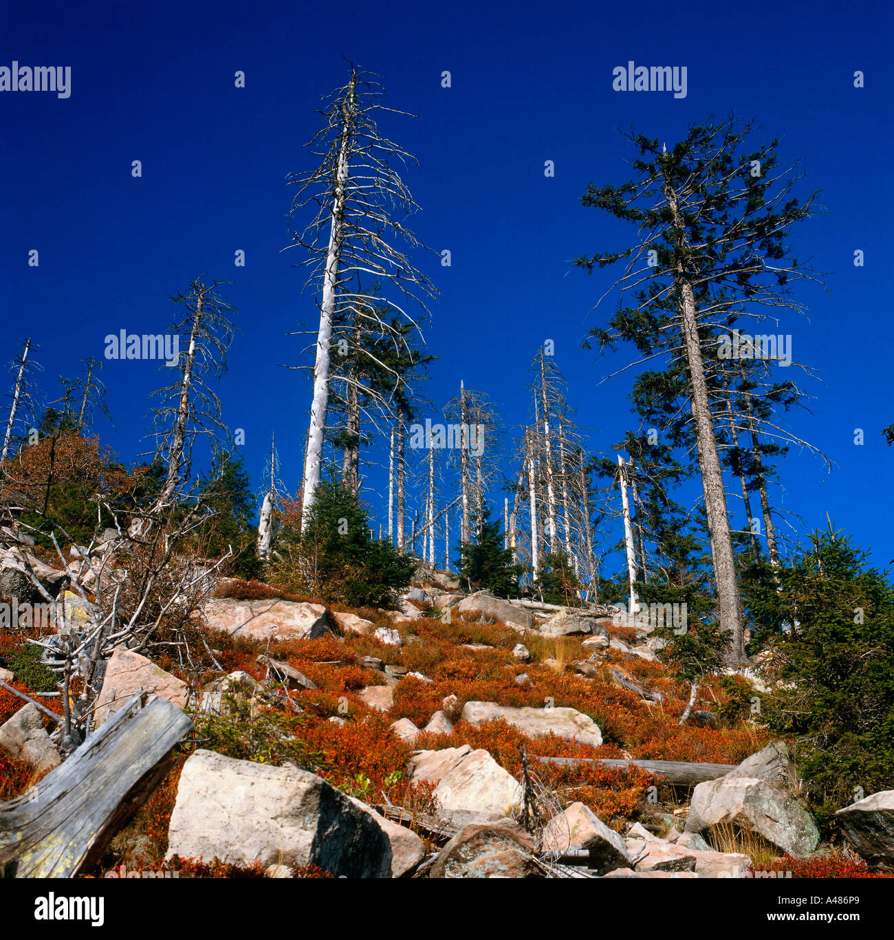 Dying forests hi-res stock photography and images - Alamy