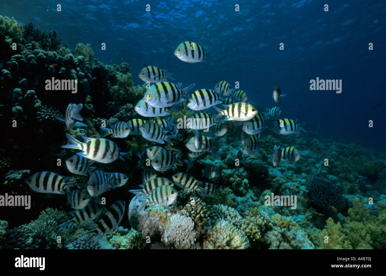 Straits of Tiran Red Sea Egypt Stock Photo - Alamy