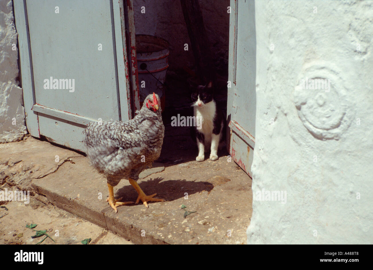 Cat hen hi-res stock photography and images - Alamy