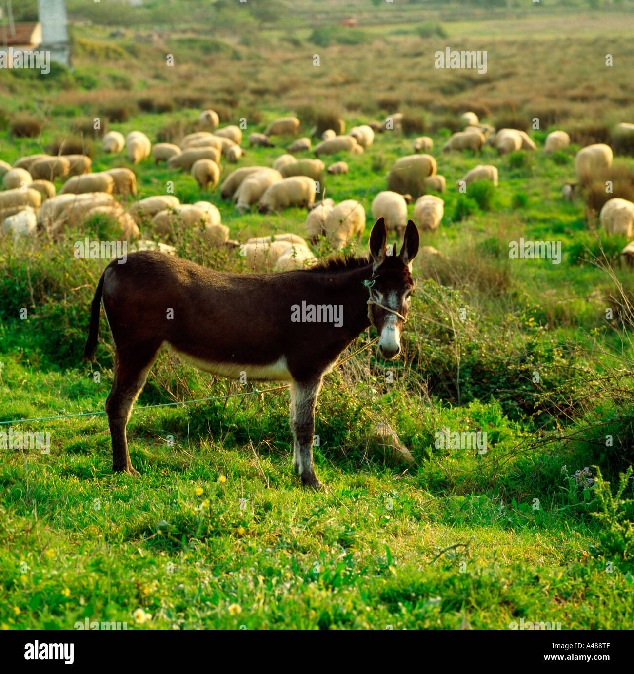 Donkey and flock of sheep Stock Photo - Alamy
