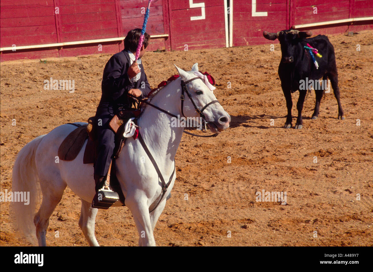 Portuguese horses hi-res stock photography and images - Alamy