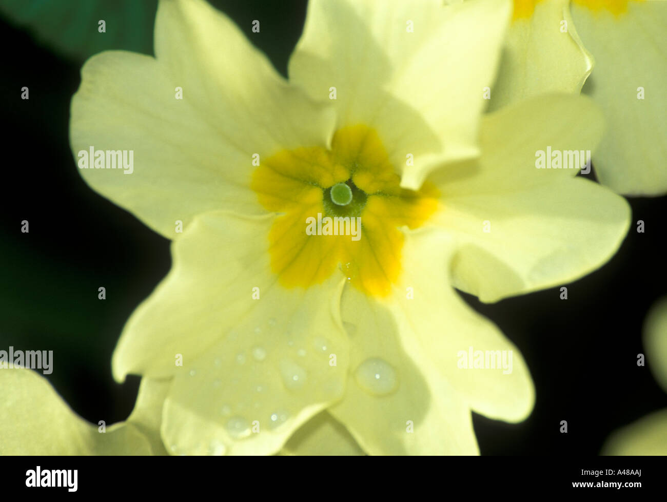 Primrose Primula vulgaris Pembrokeshire Wales UK Europe Stock Photo - Alamy