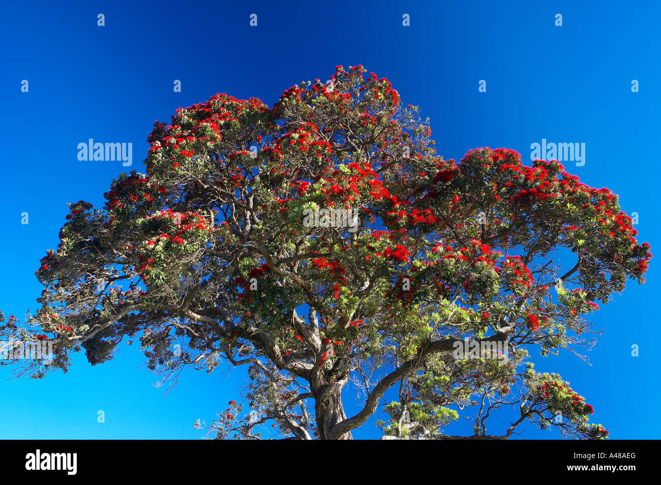 a Pohutukawa tree in full bloom Coromandel Peninsula North Island New ...