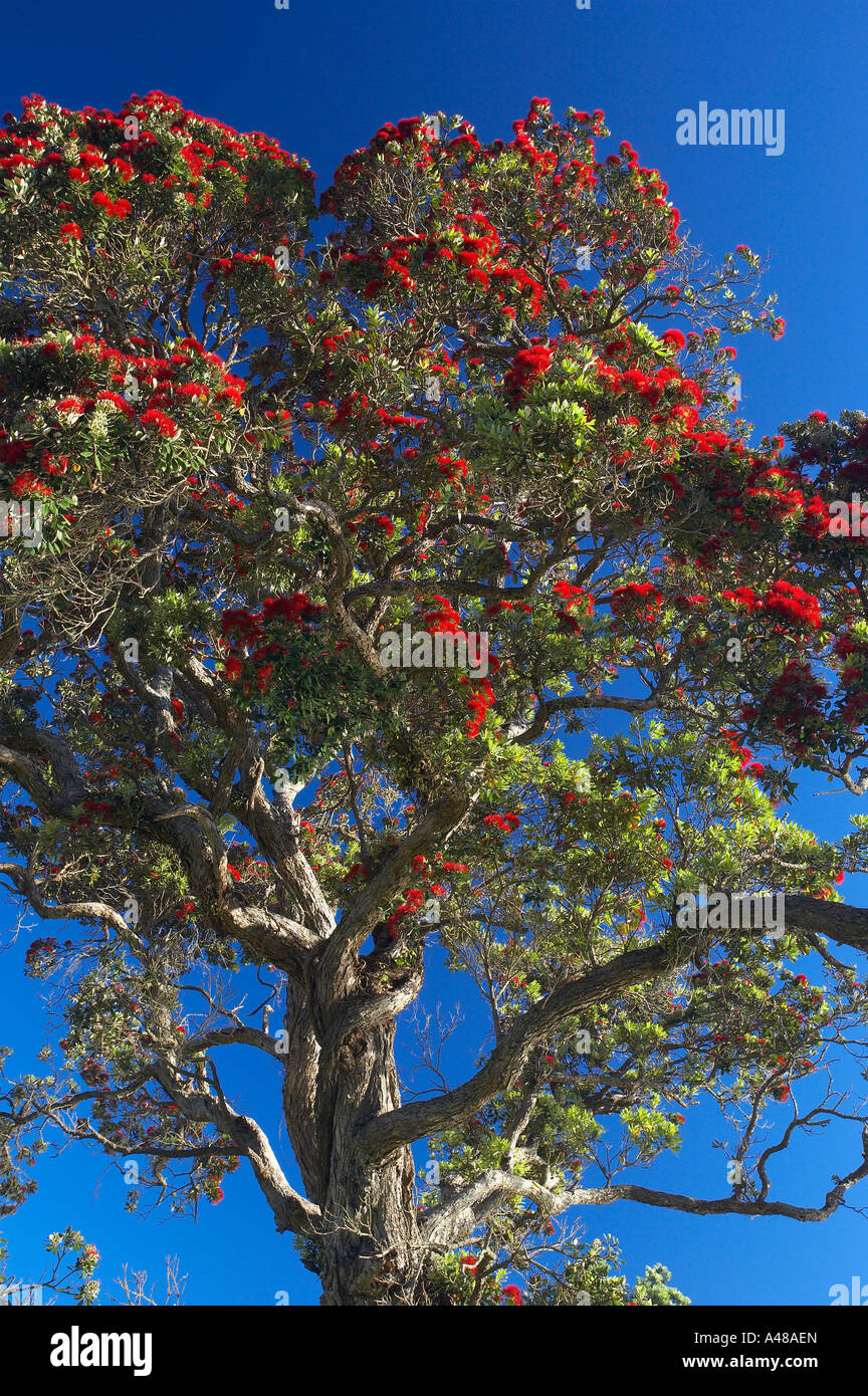 a Pohutukawa tree in full bloom Coromandel Peninsula North Island New ...