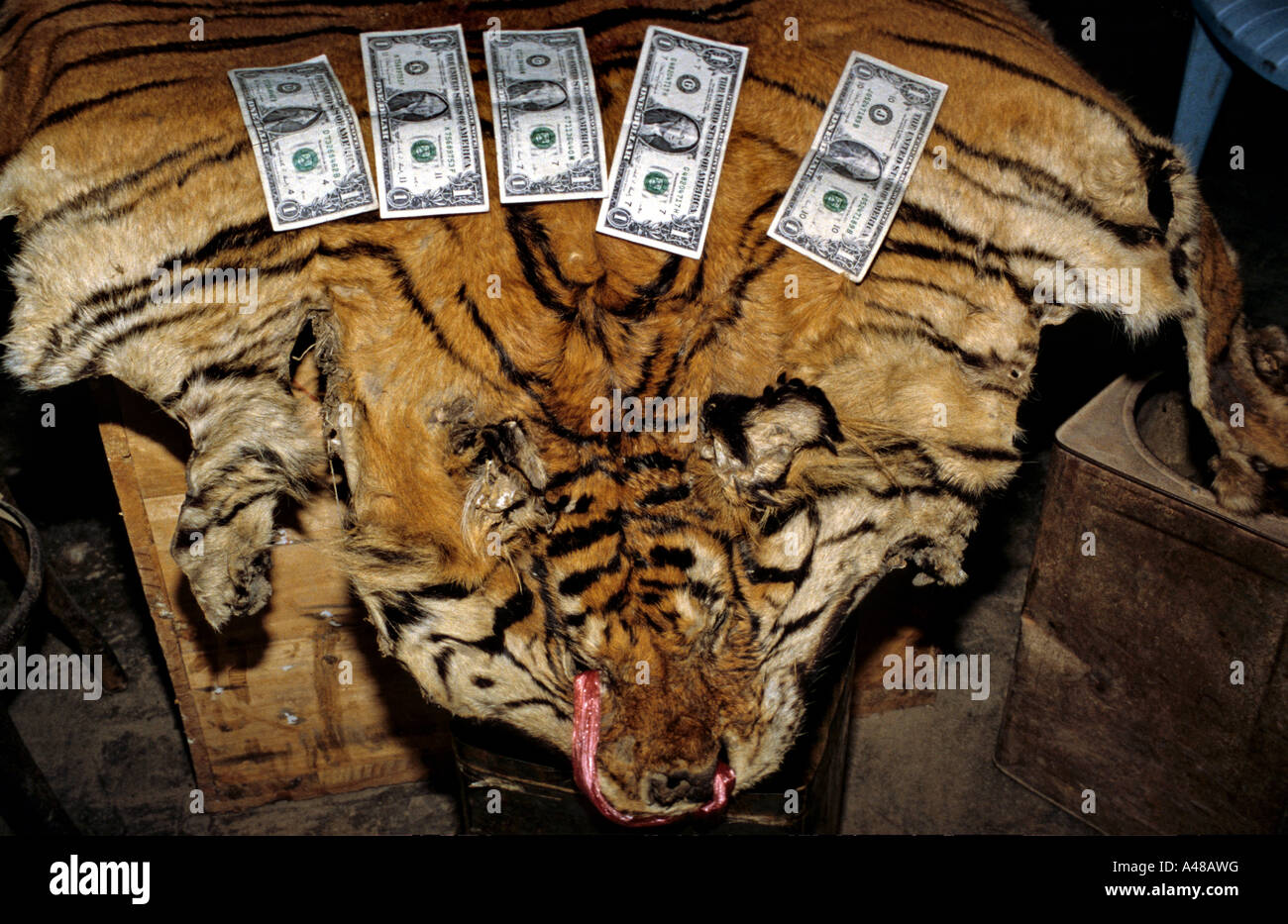 Tiger pelt on sale displaying dollars at Tachileik,Myanmar,Burma Stock ...