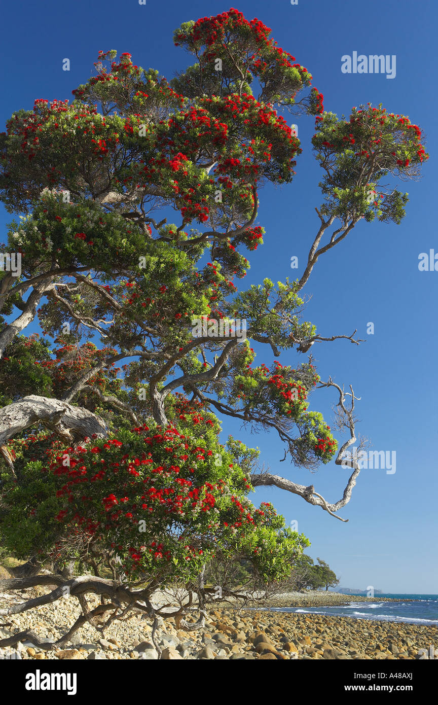 pohutukawa trees on the shore of the Coromandel Peninsula North Island ...