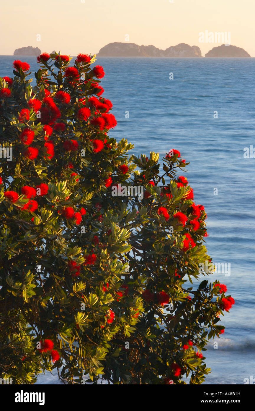 pohutukawa trees on the shore of the Coromandel Peninsula North Island ...