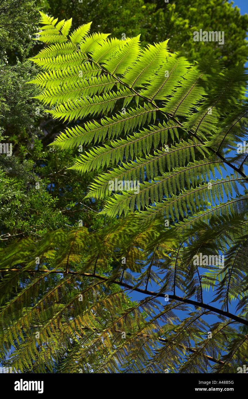 Lush kauri forest hi-res stock photography and images - Alamy