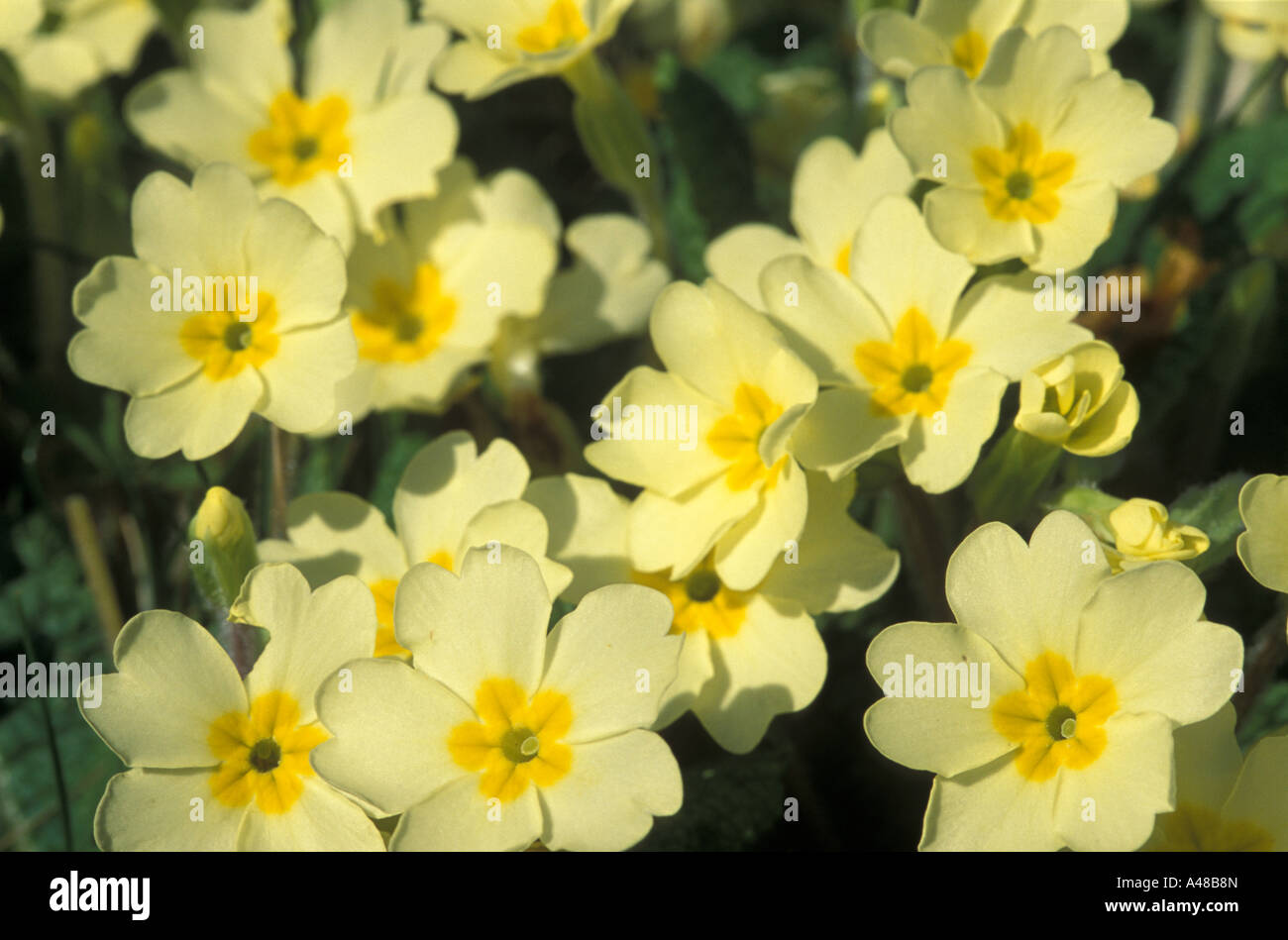 Primrose Primula vulgaris Pembrokeshire Wales UK Europe Stock Photo - Alamy