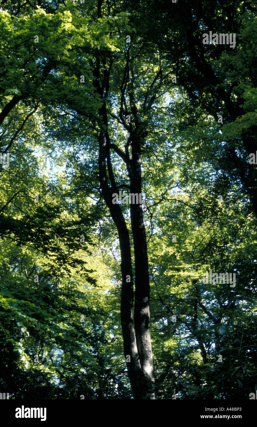 Tall tree surrounded by trees in a lush green forest setting Garvald ...