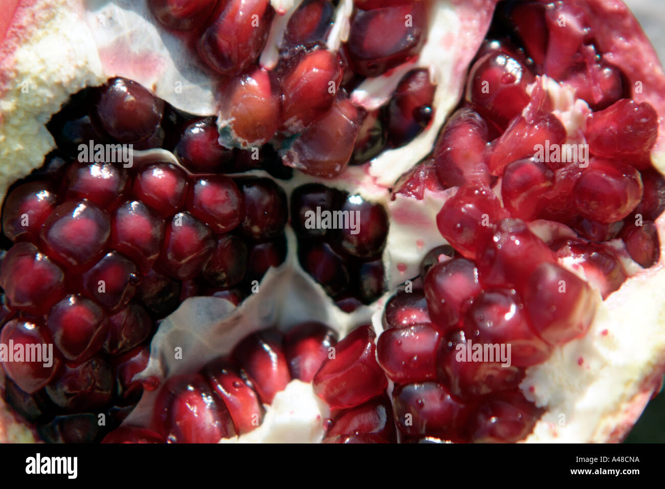 The ruby red juicy seeds inside a ripe pomegranate Stock Photo - Alamy