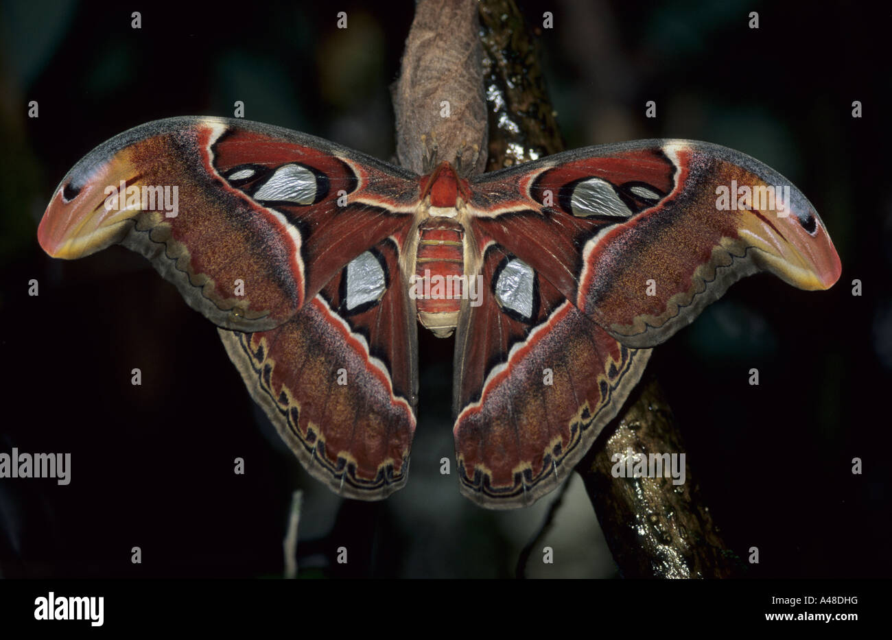 Attacus Atlas Moth Stock Photo - Alamy