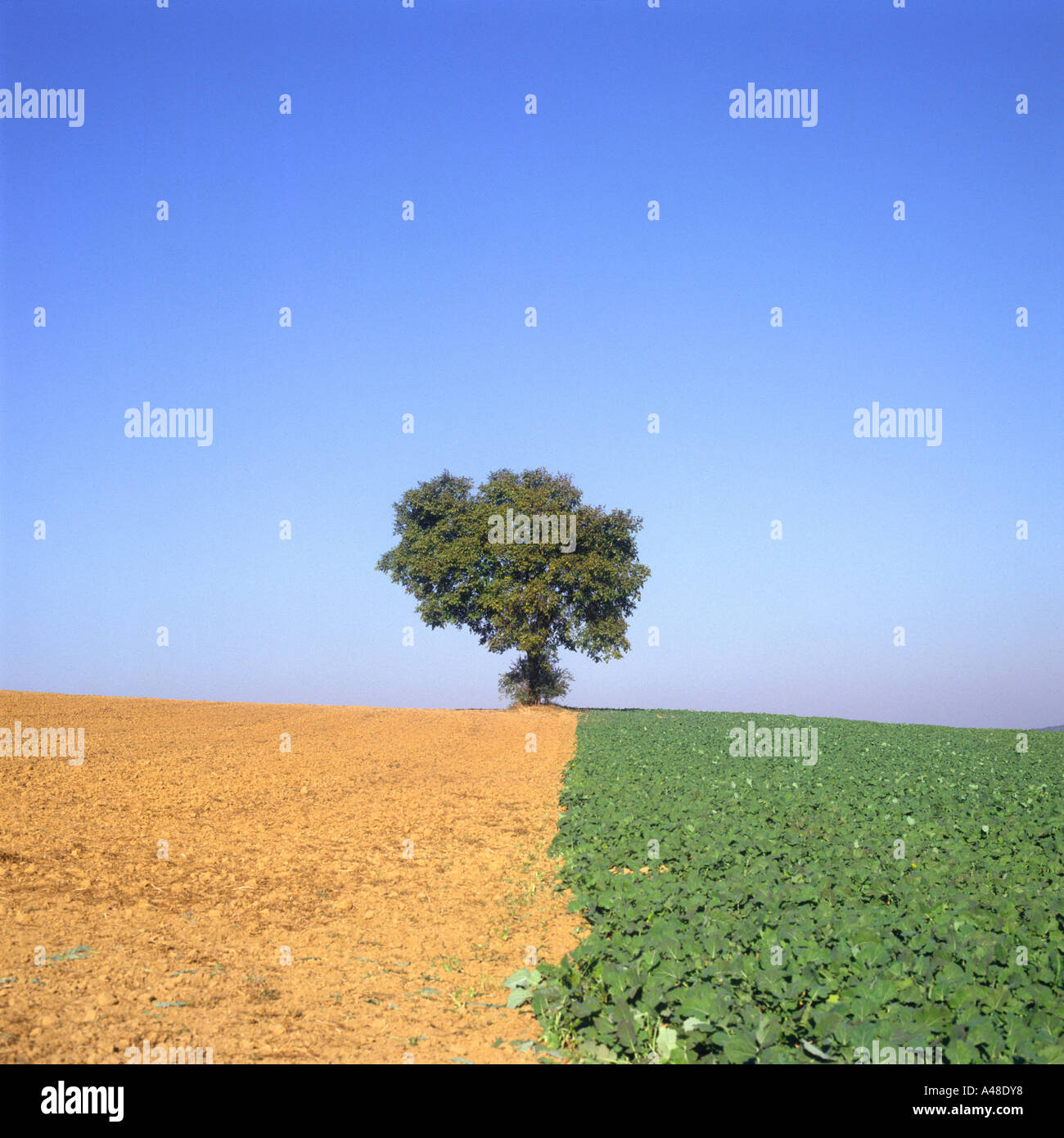 Fields and fruit tree Stock Photo - Alamy