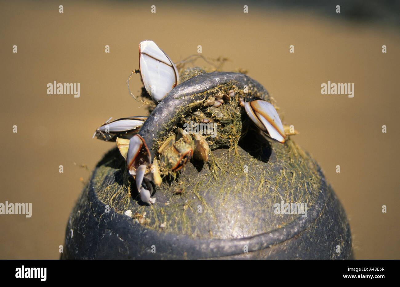 Buoy barnacles hi-res stock photography and images - Alamy