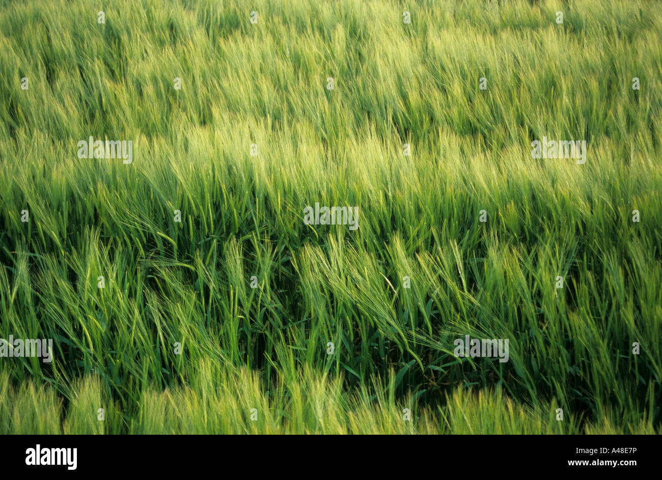 Wheat field Cornwall England UK Europe Stock Photo - Alamy