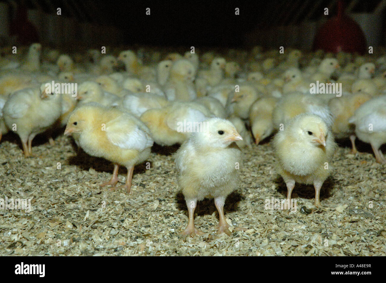 Chicks poultry chicken agriculture hi-res stock photography and images ...