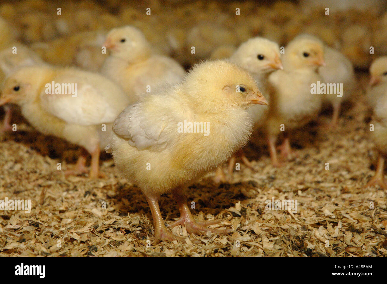 Four day old chicks Organic Poultry Farm UK Europe Stock Photo - Alamy