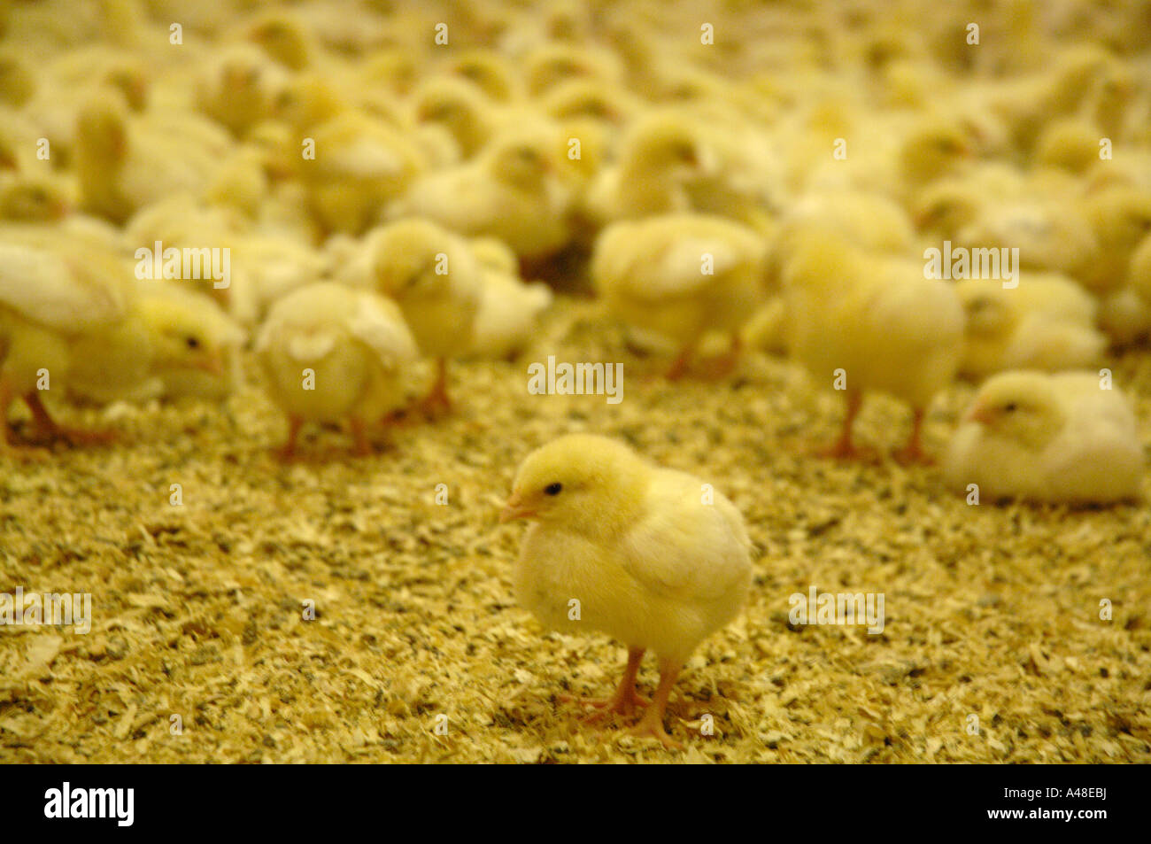 Four day old chicks Organic Poultry Farm UK Europe Stock Photo - Alamy