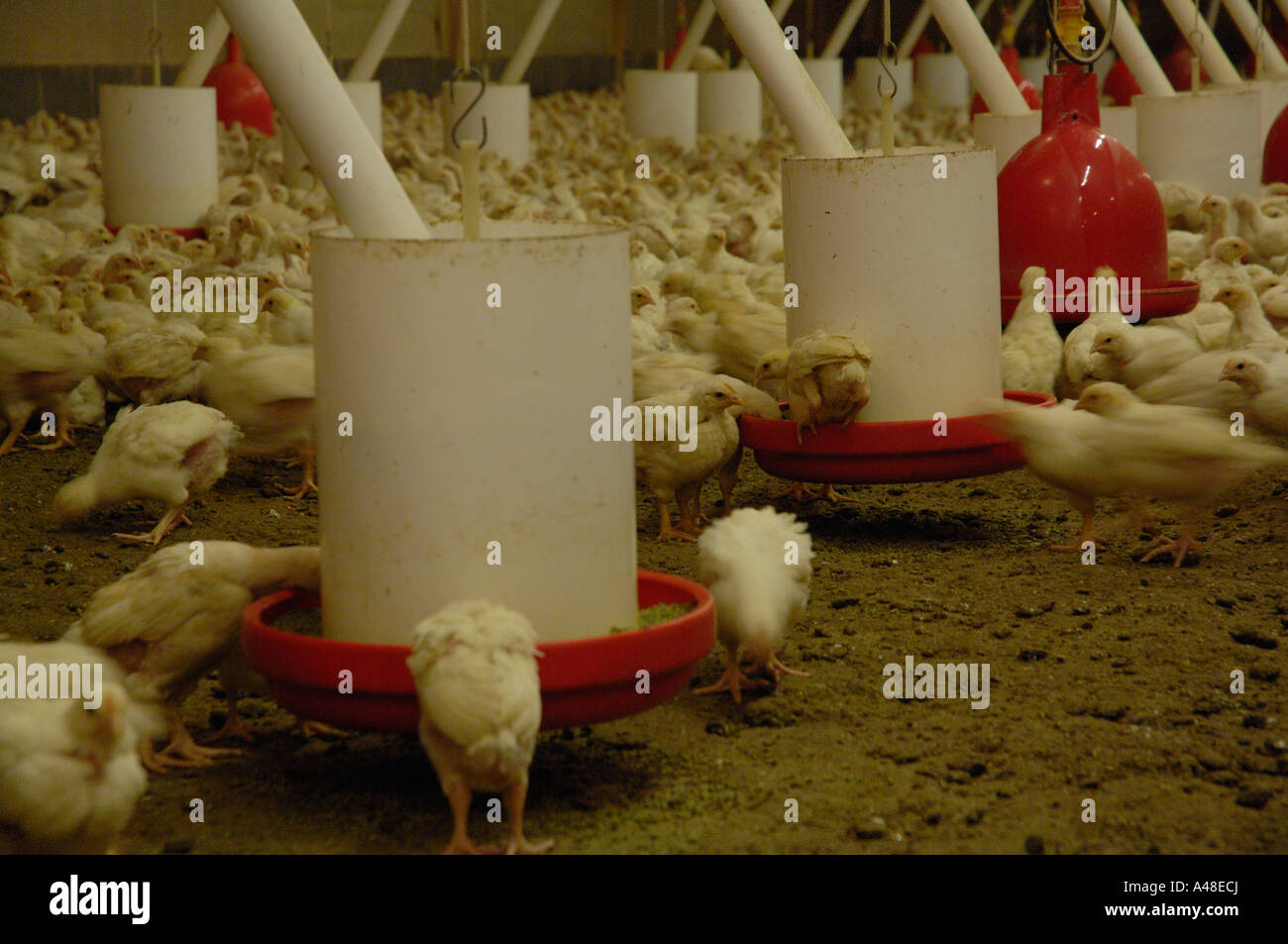 Twenty four day old chicks Organic Poultry Farm UK Europe Stock Photo ...