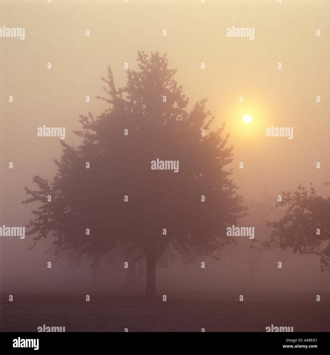 Fruit trees at sunrise Stock Photo - Alamy