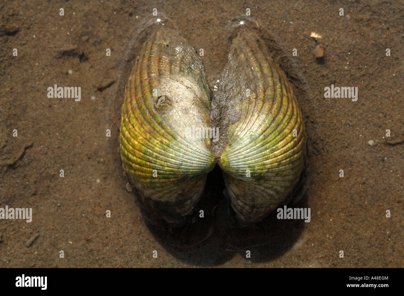 Cardium edule hi-res stock photography and images - Alamy