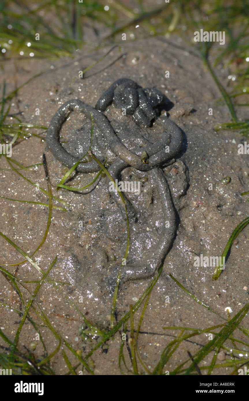 Lugworm cast Angle Bay Milford Haven Pembrokeshire Wales UK Europe ...
