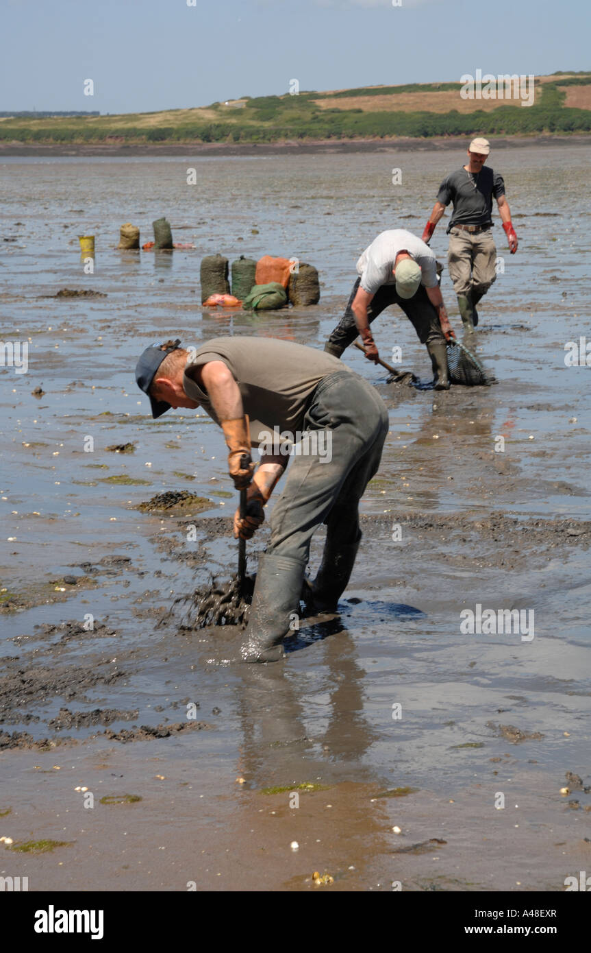 Gang of immigrant cockle pickers Angle Bay Milford Haven Pembrokeshire ...