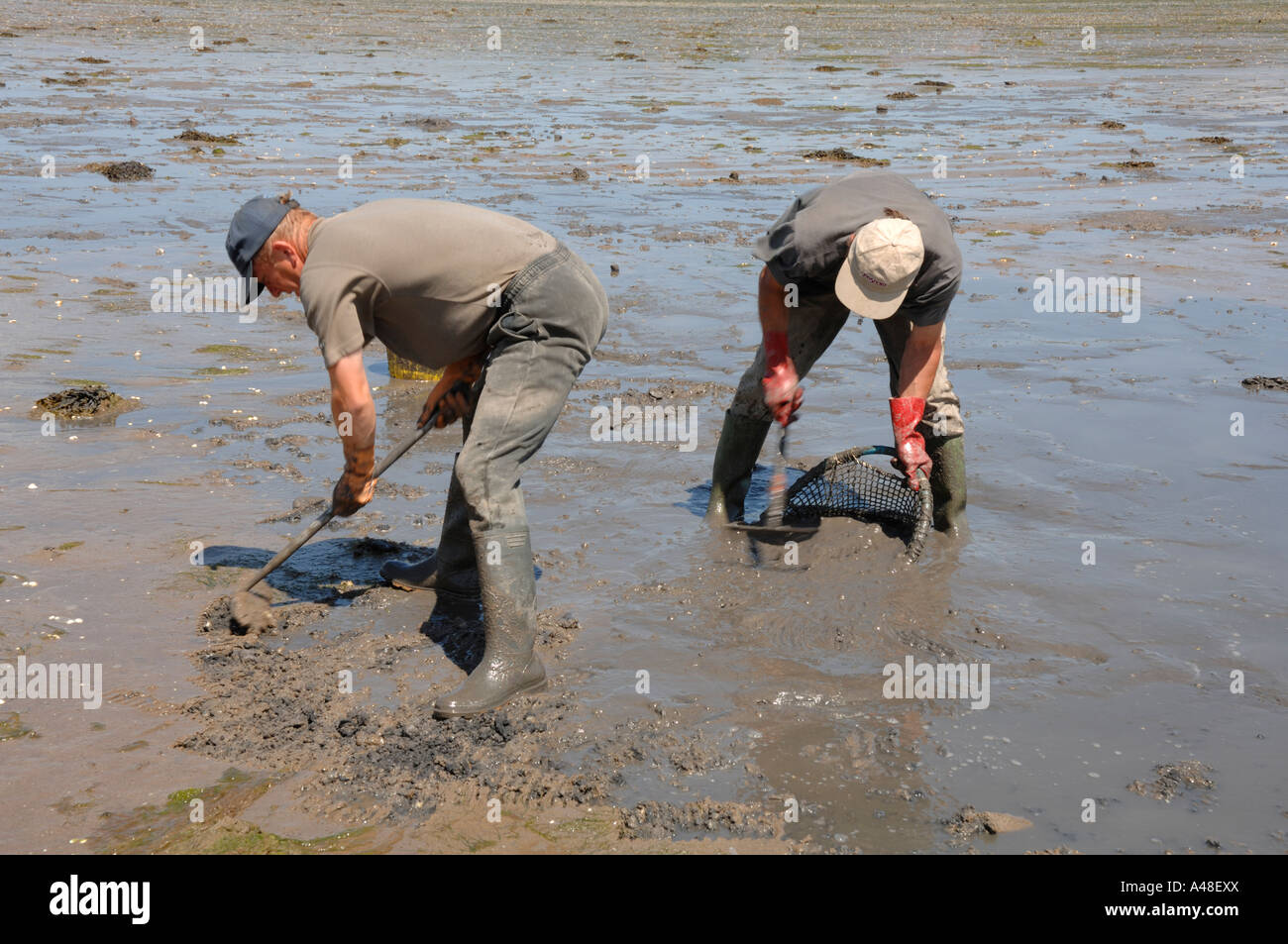 Cockle Pickers Stock Photos & Cockle Pickers Stock Images - Alamy