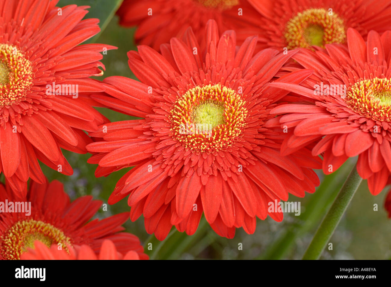 Gerbera spec hi-res stock photography and images - Alamy