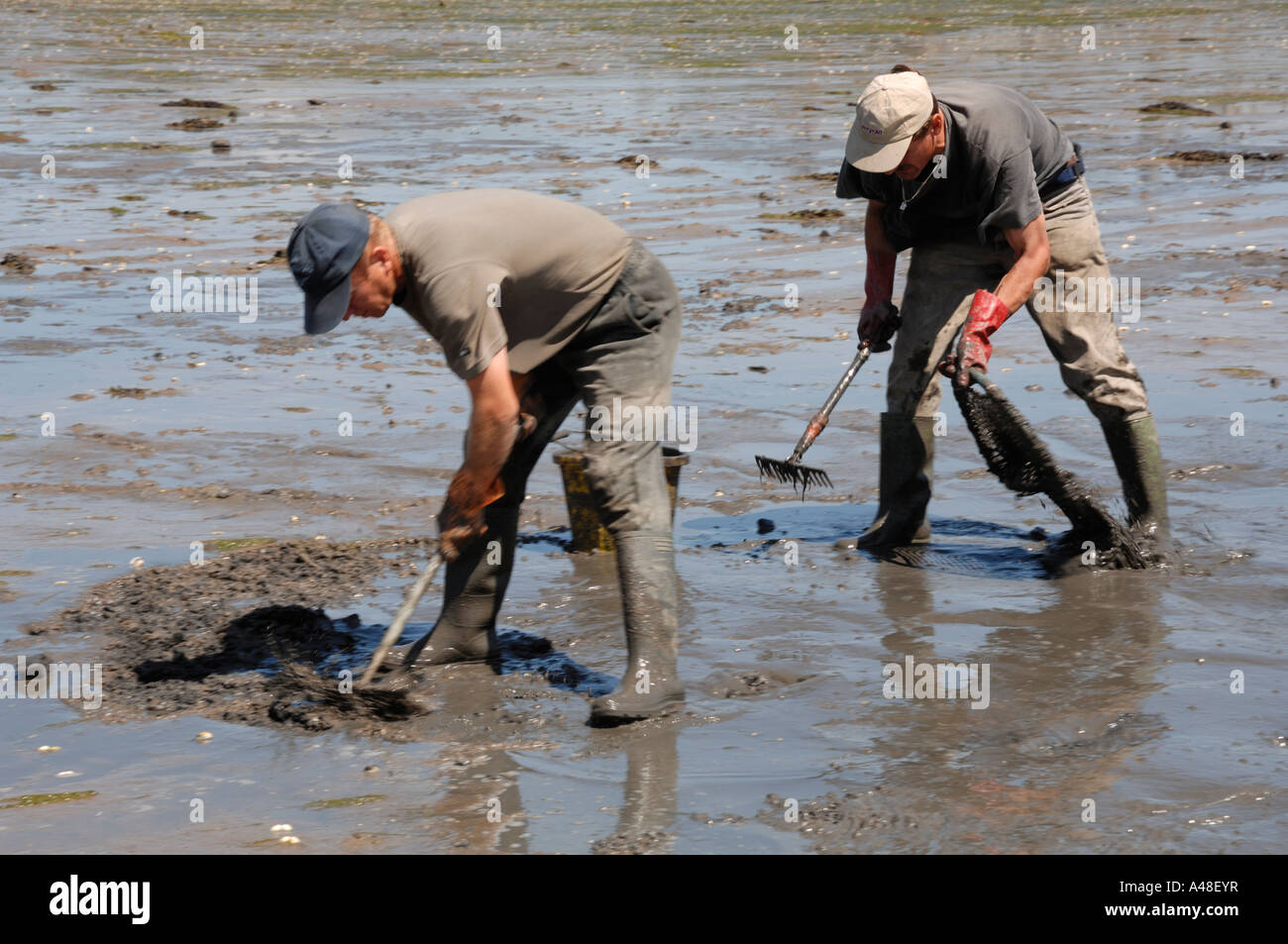 Gang of immigrant cockle pickers Angle Bay Milford Haven Pembrokeshire ...