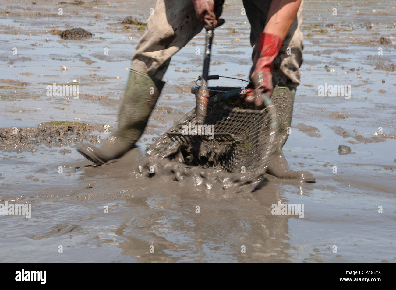 Cockle picker hi-res stock photography and images - Alamy