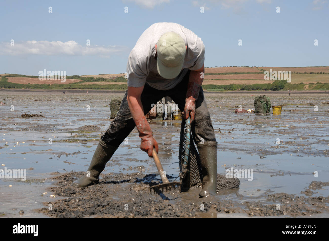 Gang of immigrant cockle pickers Angle Bay Milford Haven Pembrokeshire ...